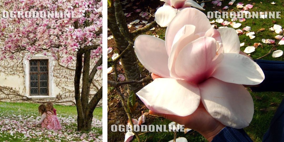 MAGNOLIA ATLAS GIGANTYCZNE 35 CM KWIATY UNIKAT - Arena.pl