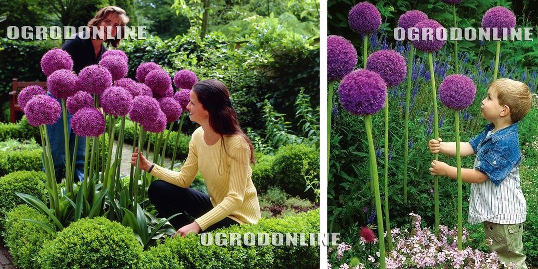 CZOSNEK OLBRZYMI GLADIATOR Allium Giganteum - Arena.pl