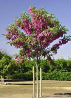 ROBINIA AKACJA RÓŻOWA SZCZEPIONA 130-150cm - Arena.pl
